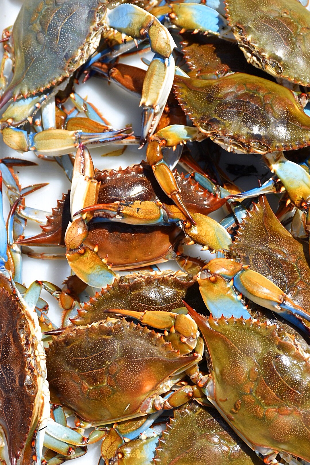 Forsyth Seafood Cafe - NC Blue Crabs Live #2 (1 dz)